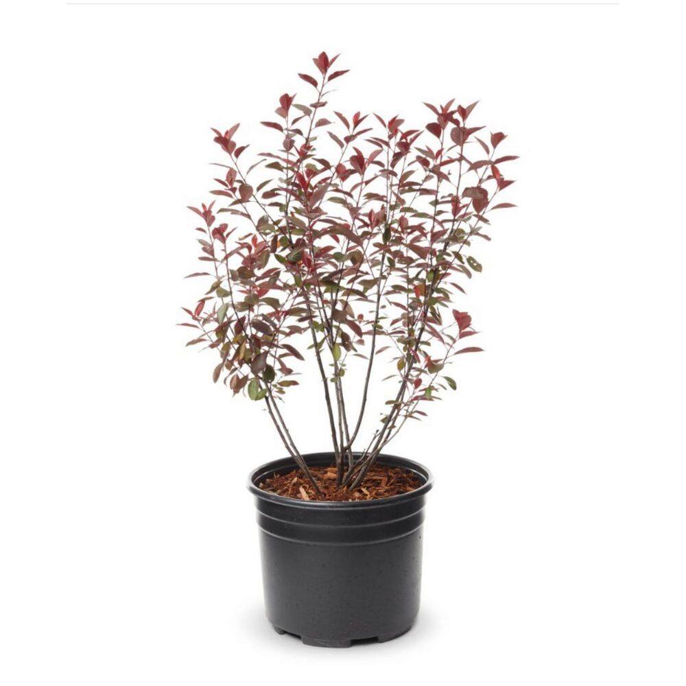 2.25 Gallon Purple Leaf Sand Cherry (Prunus x cistena) Shrub with Pink ...