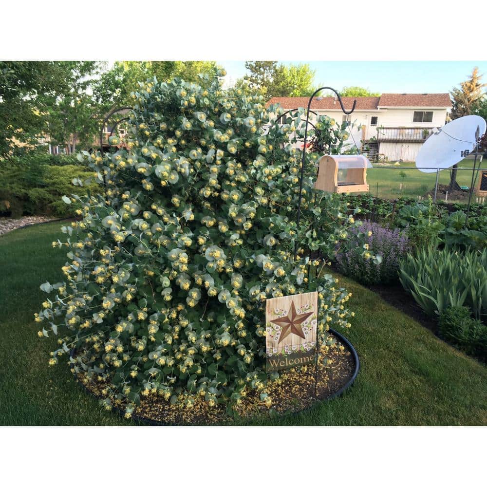 Proven Winners 4.5 in. Quartz Kintzley's Ghost Honeysuckle (Lonicera ...