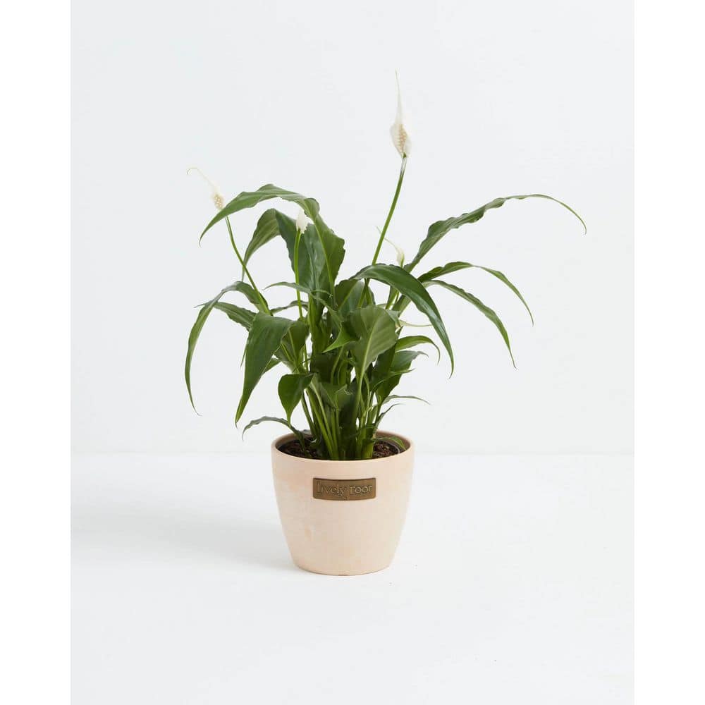 LIVELY ROOT 4 in. Peace Lily (Spathiphyllum) Plant in Macadamia Pot ...