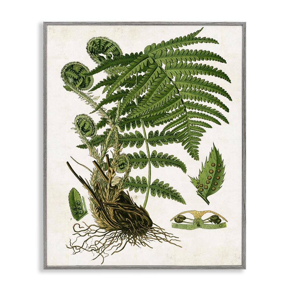 Stupell Industries Curved Ferns Study by Susan Arnot Gray Framed Nature ...