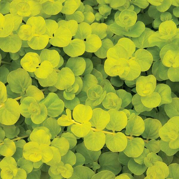 Creeping Jenny Outdoor Plants The Home Depot