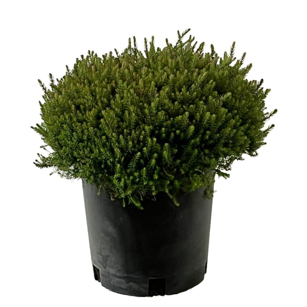 1.5 Gal. Kramer's Rote Heather Evergreen Live Shrub with Bright Pink ...