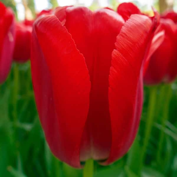 DIRECT GARDENING Red Pride Darwin Hybrid Tulip Dormant Spring Flowering ...