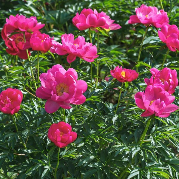 DIRECT GARDENING Watermelon Wine Itoh Peony Dormant Bare Root Red ...