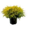 2.25 Gal. Lemon Thread Cypress Live Shrub with Yellow, Green Foliage ...