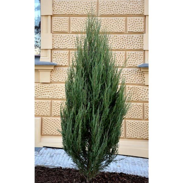 Blue Arrow Juniper