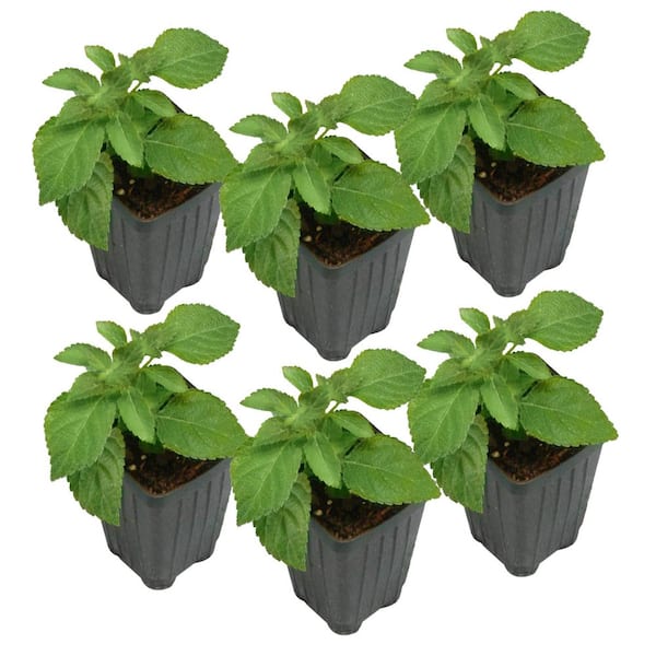 national PLANT NETWORK 2.5 in. Bloomify Mango Lantana Plant with Multi ...