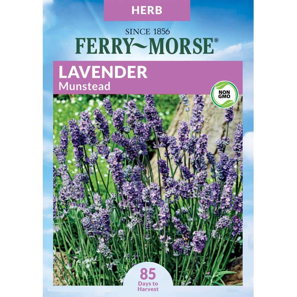 Ferry-Morse Lavender Dwarf Munstead Seed 7343 - The Home Depot