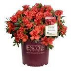 ENCORE AZALEA 3 Gal. Autumn Cheer Shrub with Petite Light Pink ...