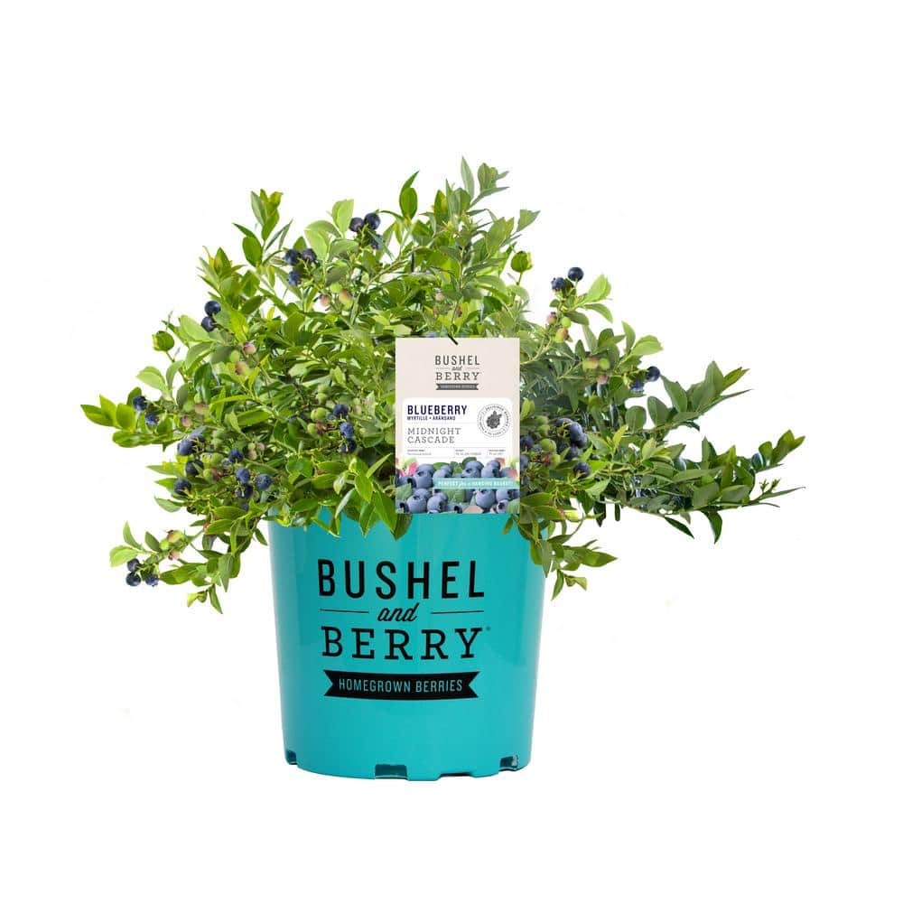 BUSHEL AND BERRY 1 Gal. Bushel and Berry Midnight Cascade Hanging ...