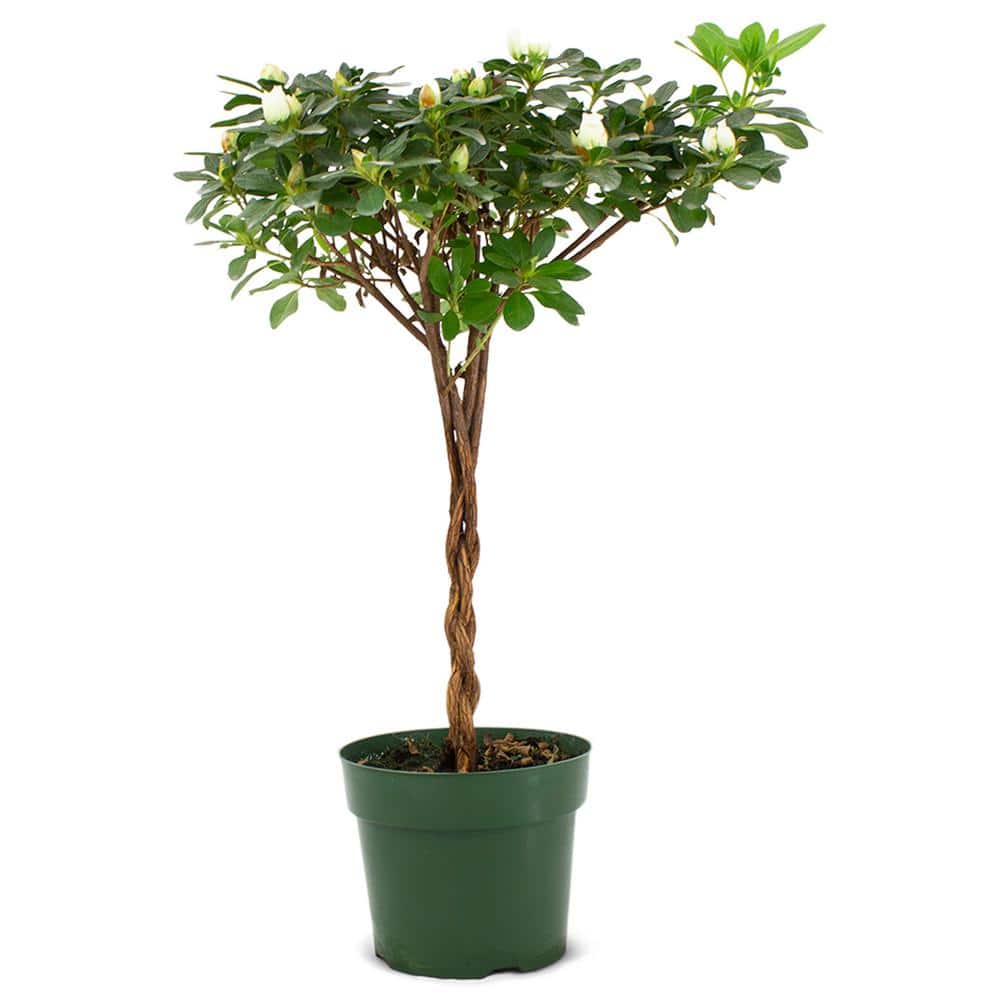 Pure Beauty Farms 6.33 in. Azalea Standard Shrub with White Flower in ...