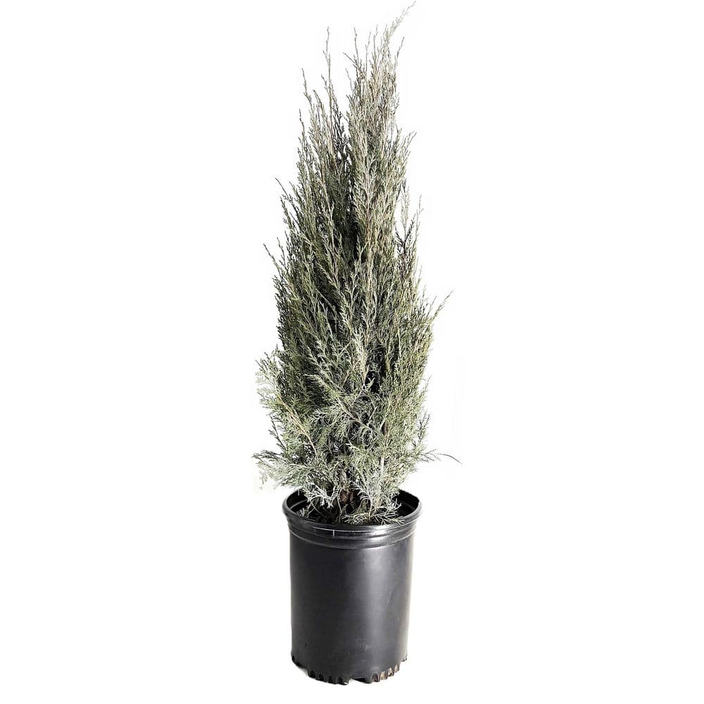 3.58 Gal. Wichita Blue Juniper (Juniperus S. Wichita Blue) Live ...