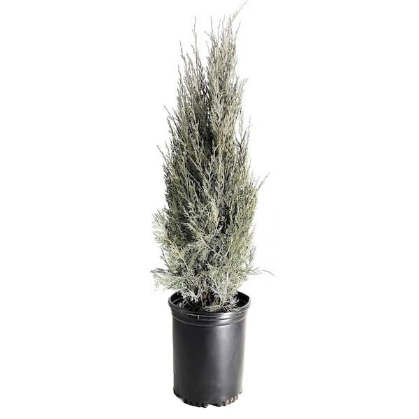 3.58 Gal. Wichita Blue Juniper (Juniperus S. Wichita Blue) Live ...