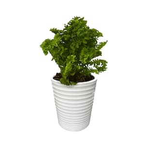 PROVEN WINNERS 3.5 in. leafjoy littles Twirly Whirly Boston Fern ...