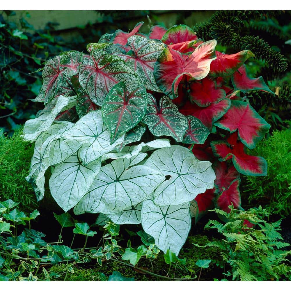 VAN ZYVERDEN Van Zyverden Caladiums Fancy Leaf Mixed Set of 6 Bulbs ...