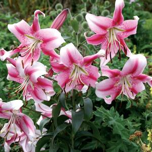 Breck's Anastasia Orienpet Giant Lily Bulbs (5-Pack) 89593 - The Home Depot