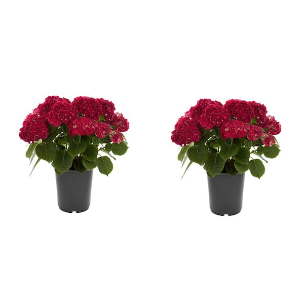 national PLANT NETWORK 2.5 in. Lantana Bloomify Passion Fruit Plant (3 ...