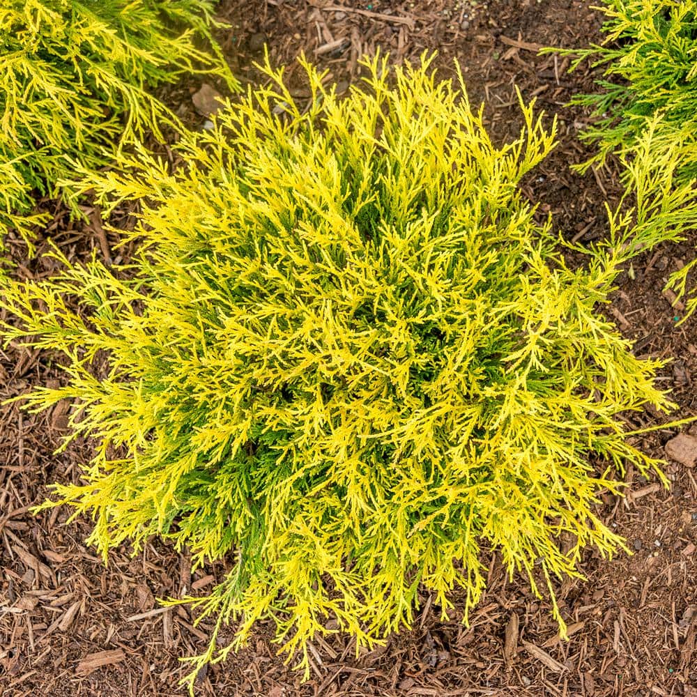 DIRECT GARDENING Golden Mop Falsecypress Dormant Bare Root Evergreen ...