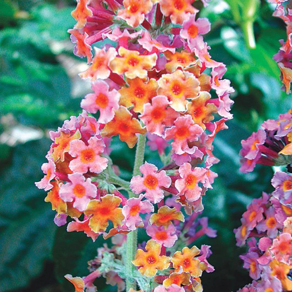 DIRECT GARDENING Kaleidoscope Pink and Orange Flowering Butterfly Bush ...