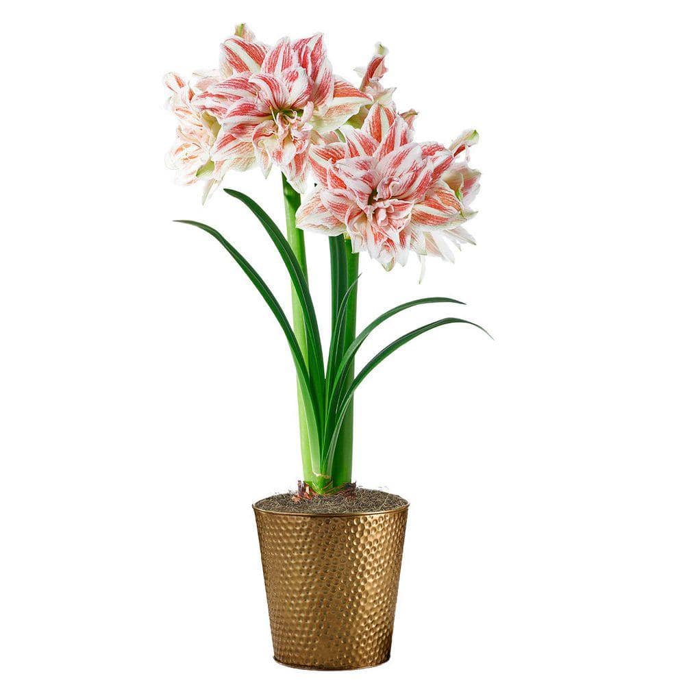 DIRECT GARDENING Dancing Queen Flowering Amaryllis Holiday Bulb Gift ...