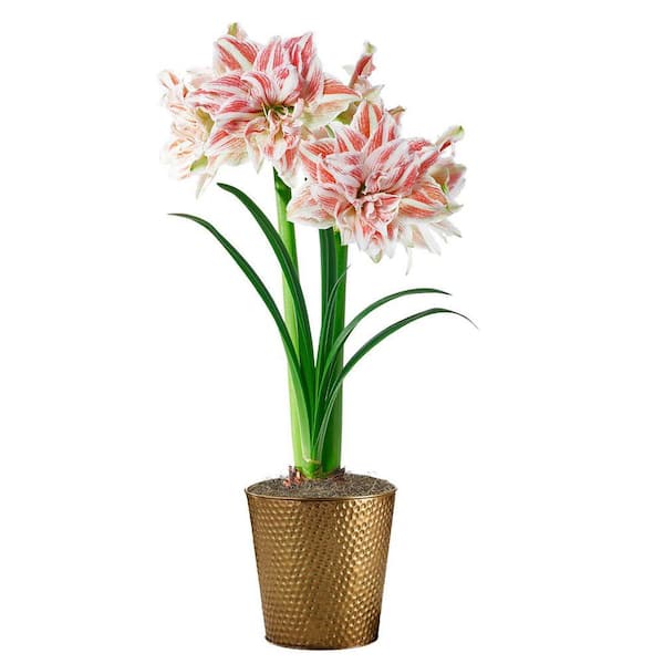 DIRECT GARDENING Dancing Queen Flowering Amaryllis Holiday Bulb Gift ...