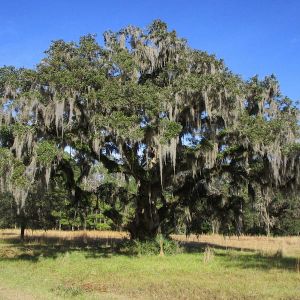 7 Gal. Live Oak Shade Tree OAKLIV07G - The Home Depot