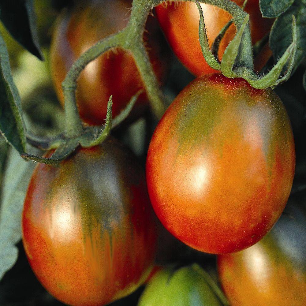 Seeds of Change Organic Black Plum Paste Tomato Seeds 01570 - The Home ...