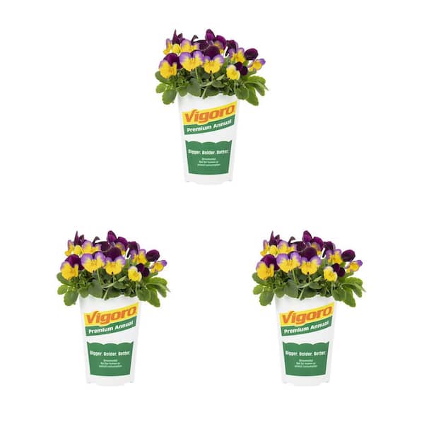 Vigoro 2 qt. Vigoro Trailing Pansy Sundown Purple and Yellow Bicolor ...