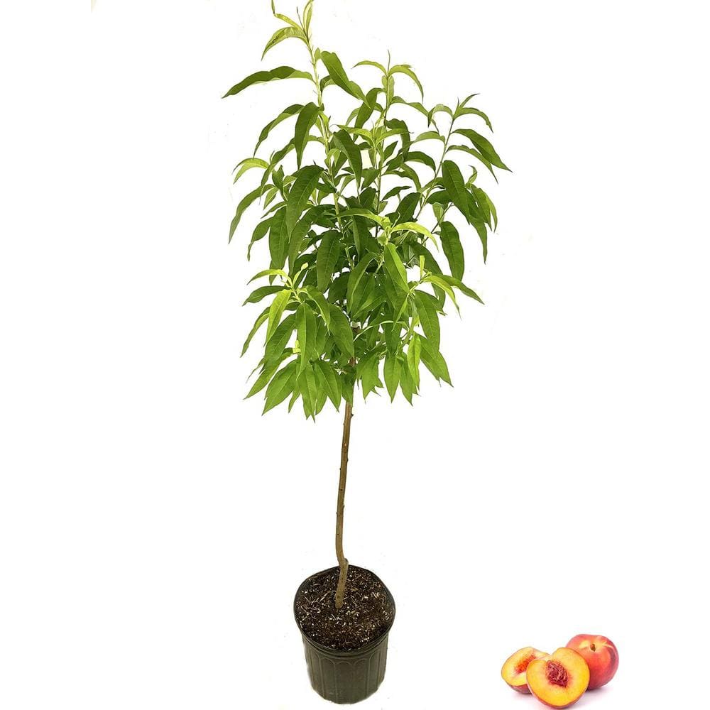 Wekiva Foliage Peach Tree-Live Tree in a 3 Gal. Pot-Prunus Persica ...