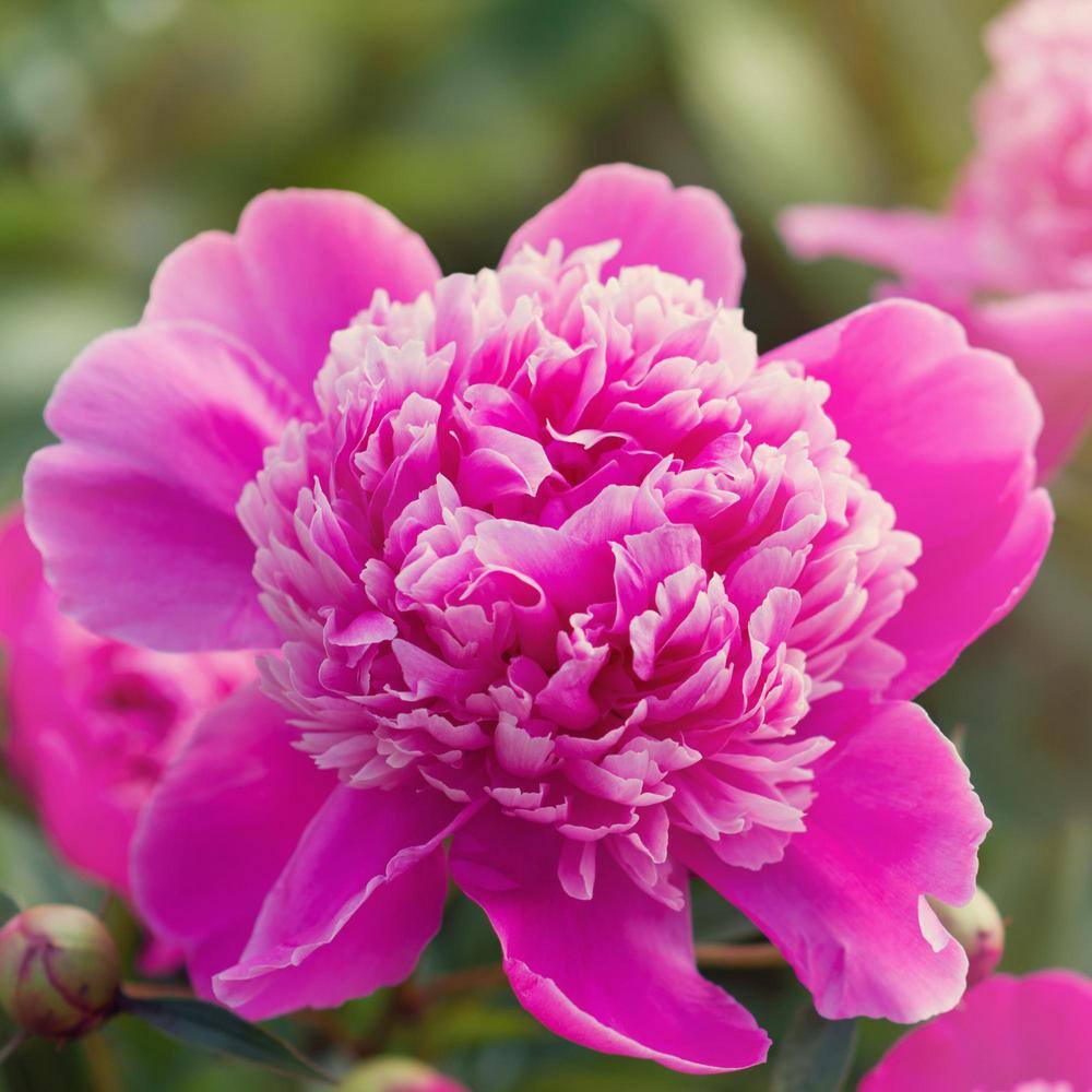 Alder & Oak #5 Container Peony Edulus Superba Plant PESU05 - The Home Depot