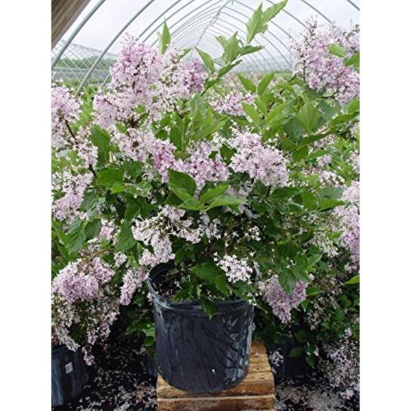 Green Promise Farms 3 gal. Miss Kim Lilac, Live Plant with Lavender ...