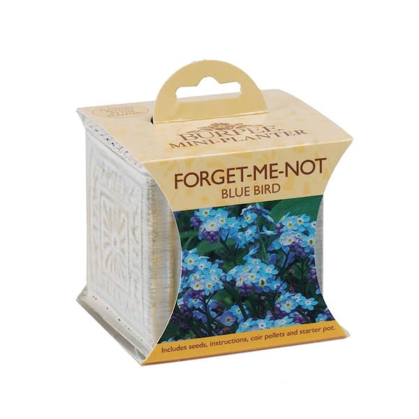 Burpee Forget-Me-Not Mini-Planter Kit 69362 - The Home Depot