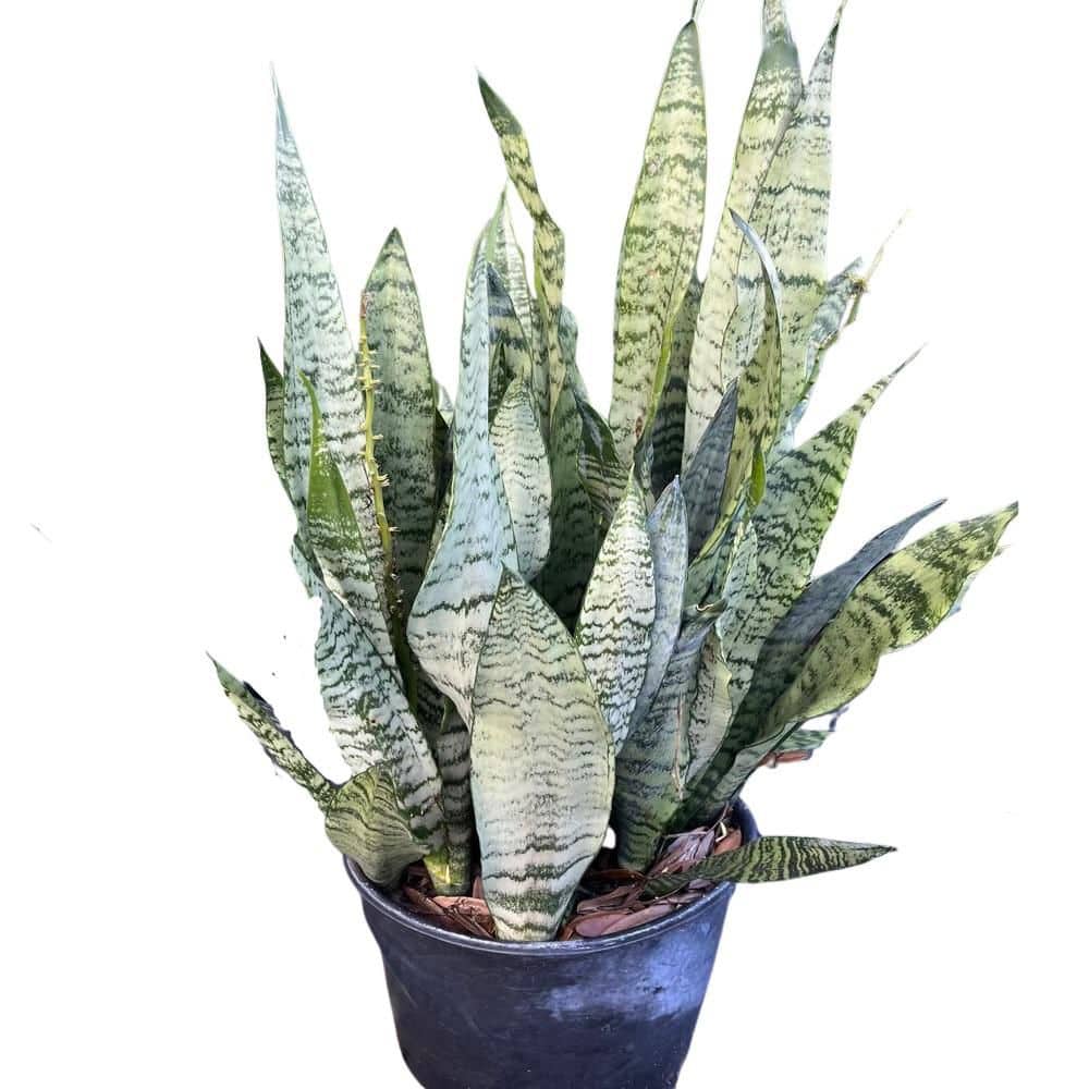 OnlinePlantCenter Snake Plant (Sansevieria) in 10 in. Black Nursery Pot ...