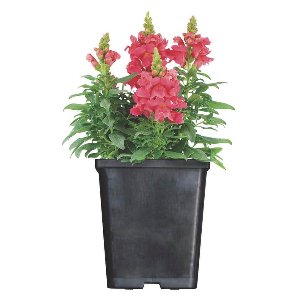 n/a 1.89 l/2 Qt. Snapdragon Plant 1000034005 - The Home Depot