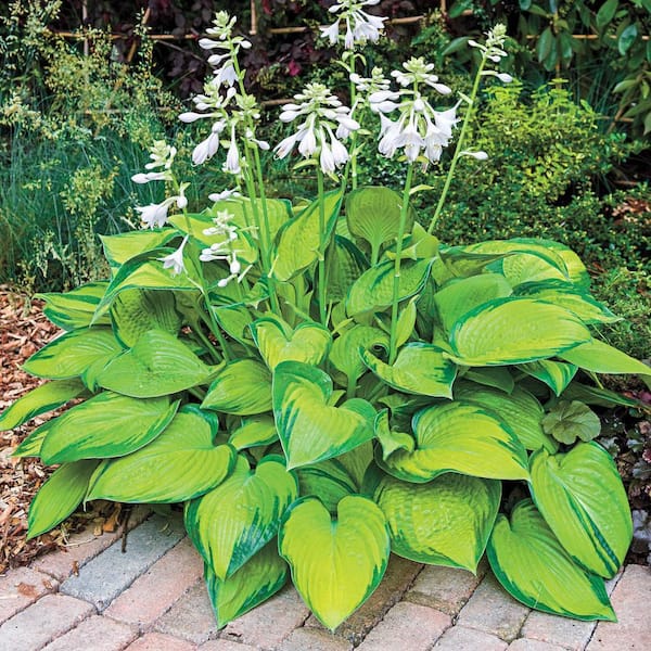 DIRECT GARDENING 3 Gal. Pot, Paradigm Hosta Deciduous Perennial Plant ...