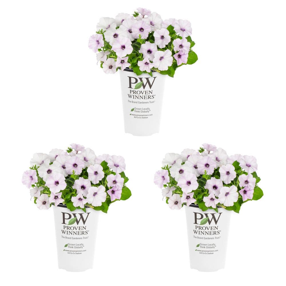 METROLINA GREENHOUSES 2 qt. Petunia Supertunia Silver White Annual ...
