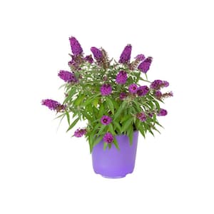 BUTTERFLY CANDY 2.5 qt. Lil' Coconut Butterfly Bush (Buddleia) Live ...