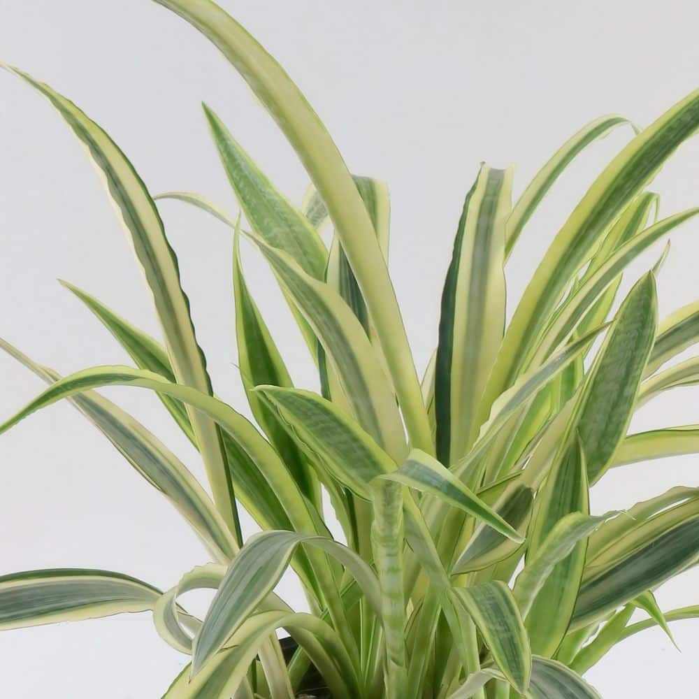 national PLANT NETWORK 10 in. Lauren Snake Plant HD2566 - The Home Depot
