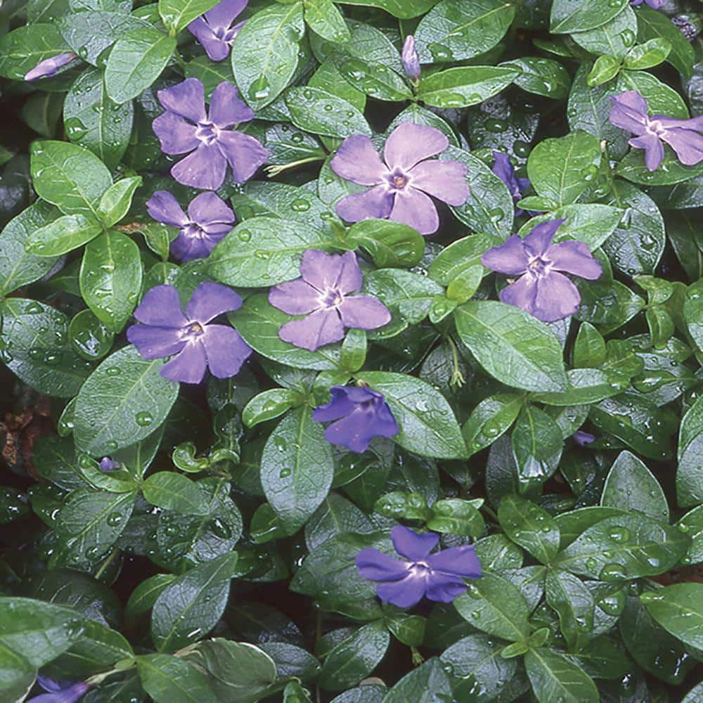 ALTMAN PLANTS 2.5 Qt. Periwinkle Vinca Minor Live Shrub Plant with Blue ...