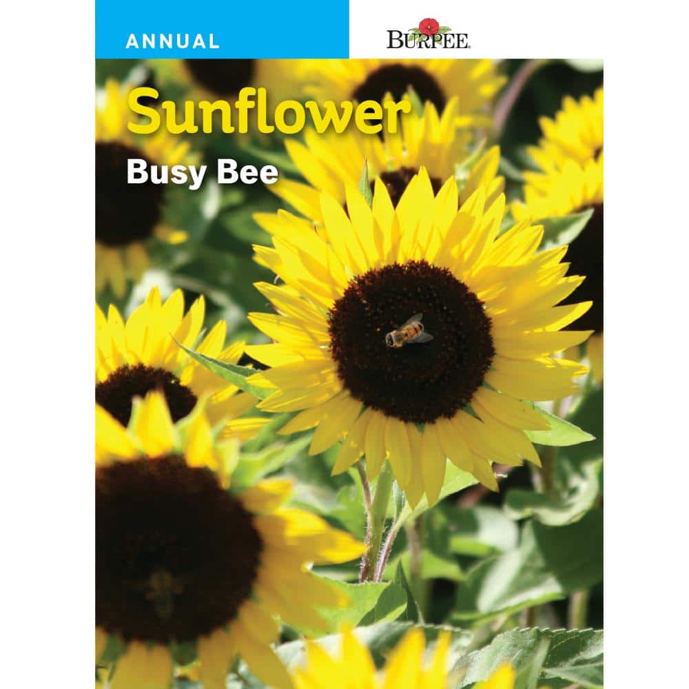Burpee Sunflower Busy Bee Seed 30153 - The Home Depot