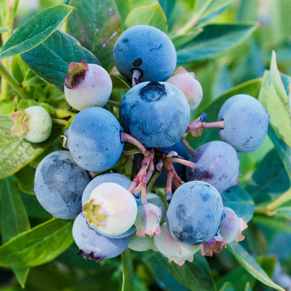 BELL NURSERY 1 Gal. Blueberry Fruit Plant 228631 - The Home Depot