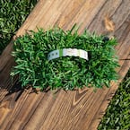 Sod Pods St Augustine Floratam Grass Plugs (32-Count) Natural ...