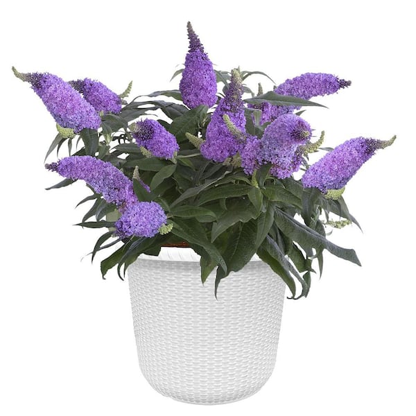 PROVEN WINNERS 2 Gal. Double Play Candy Corn Spirea (Spiraea japonica ...