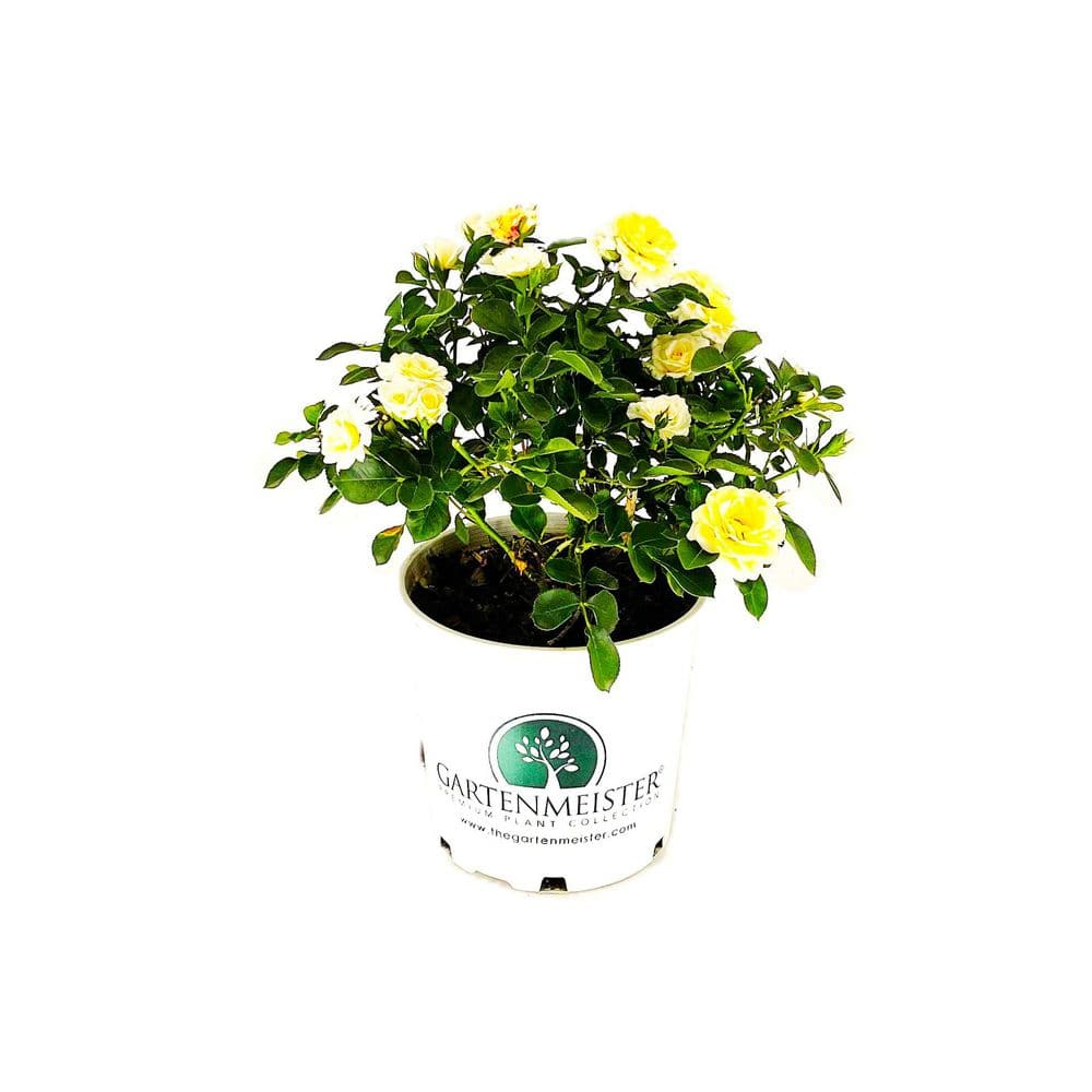 GARTENMEISTER 1 Gal. Sunblaze Lemon Yellow Rose Bush with Fragrant ...