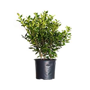 FLOWERWOOD 2.5 Gal - Compacta Japanese Holly(Ilex), Evergreen Shrub ...