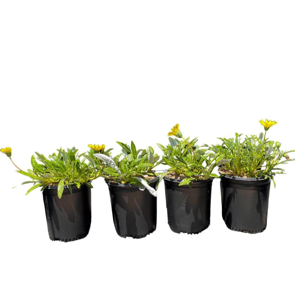 Alder & Oak #1 Trailing Yellow Gazania Flowering Shrub (4-Pack) GAMI01 ...