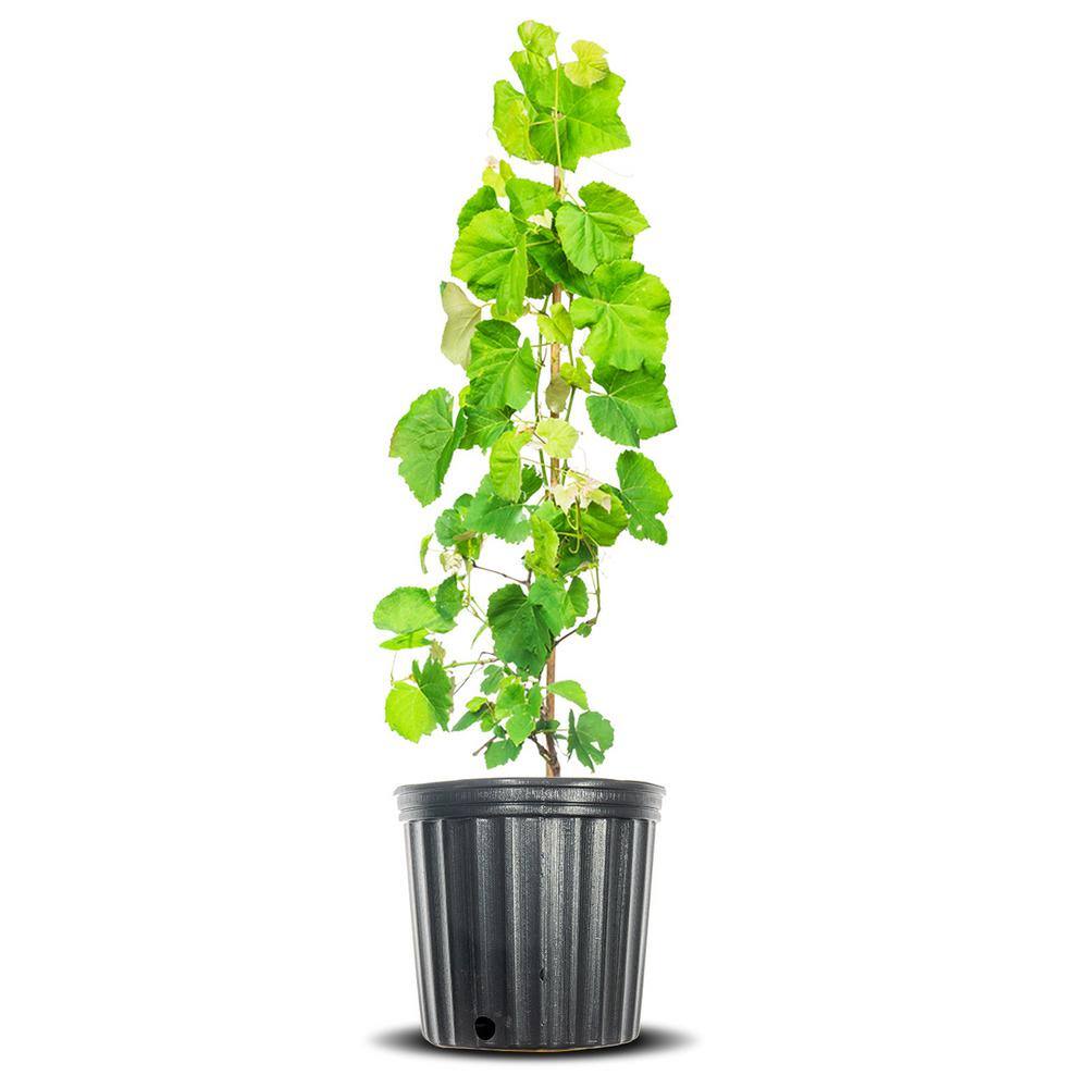 Perfect Plants Mars Grape Vine Plant in 3 Gal. Grower's Pot, Delicious ...