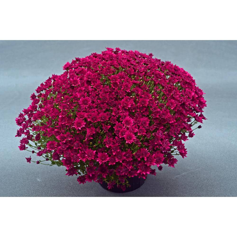 Pure Beauty Farms 8 in. Mum Plant Purple Flowers in Grower's Pot ...