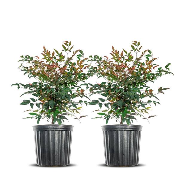 Perfect Plants 3 Gal. Nandina Gulfstream - Heavenly Bamboo Shrub (2 ...