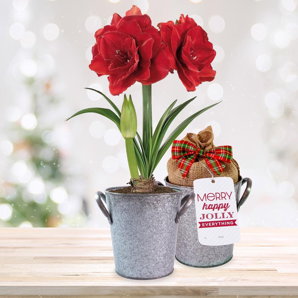 Garden State Bulb 26/28cm Red Double Amaryllis Bulb Gift Kit with Zinc ...